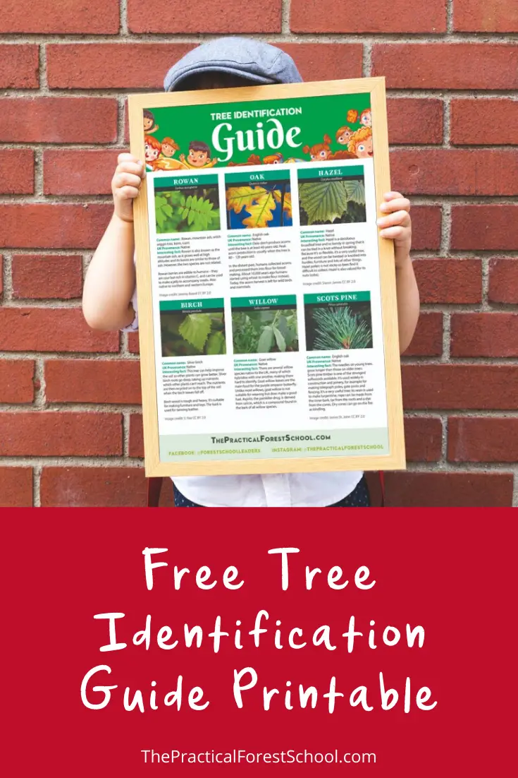 Tree Identification Guide Printable