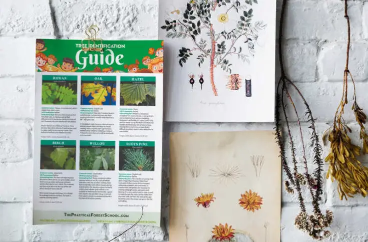 Tree Identification Guide Printable
