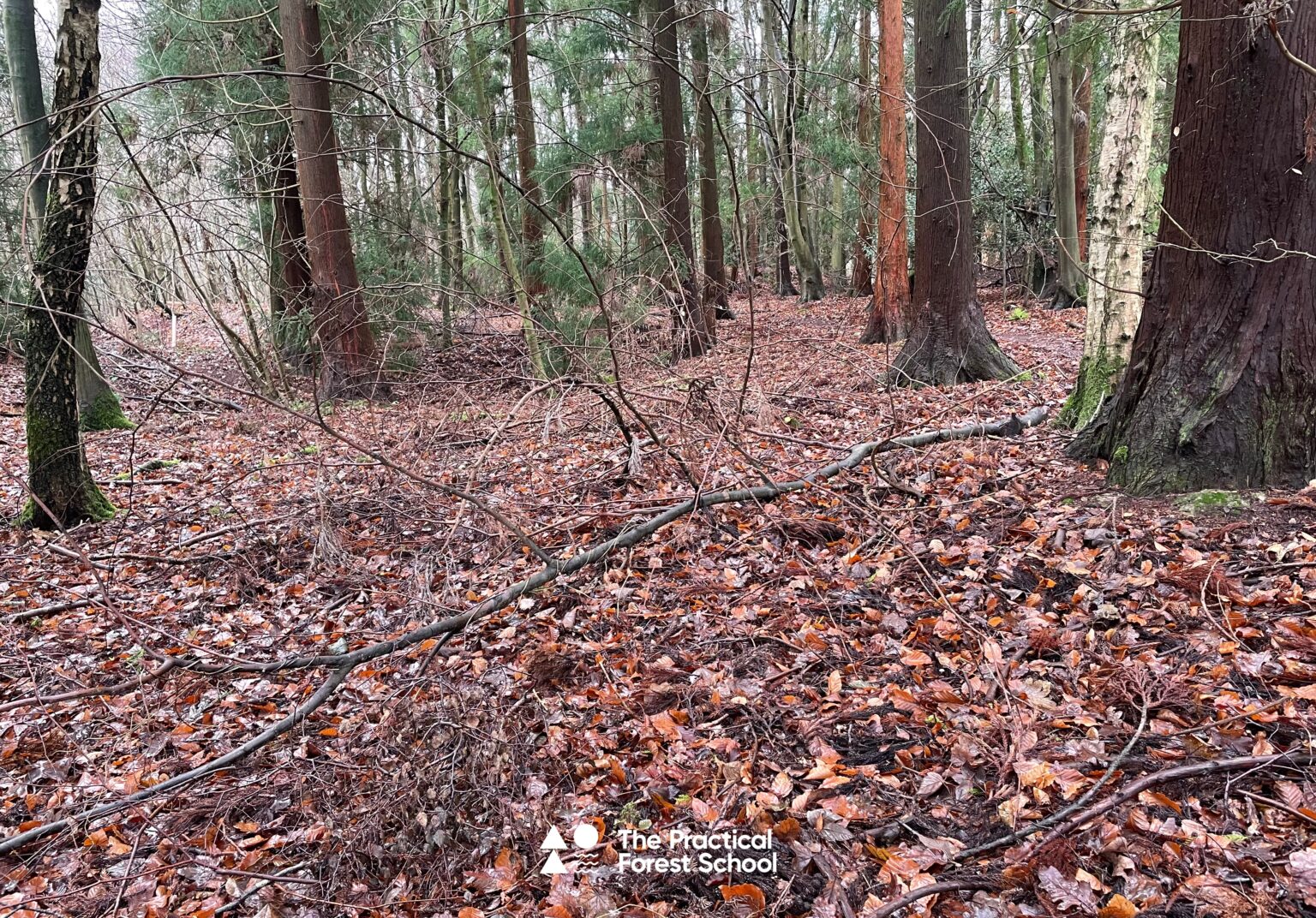 Forest School Programmes and the Woodland Environment
