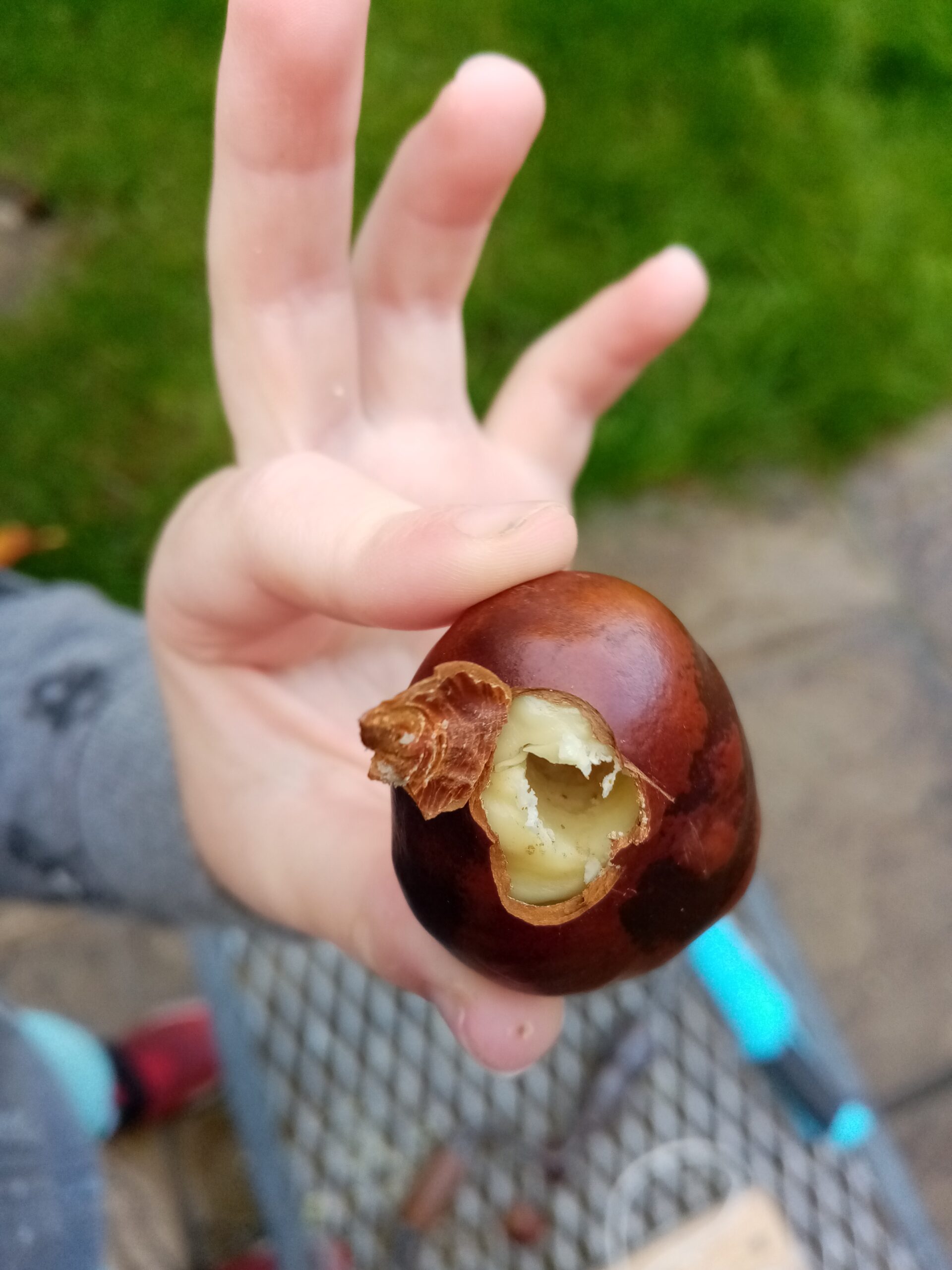 20+ Fun and Exciting Activities To Do With Conkers